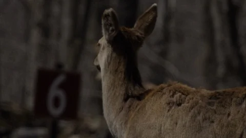 Deer On Headlights Stock Video Footage | Royalty Free Deer On ...