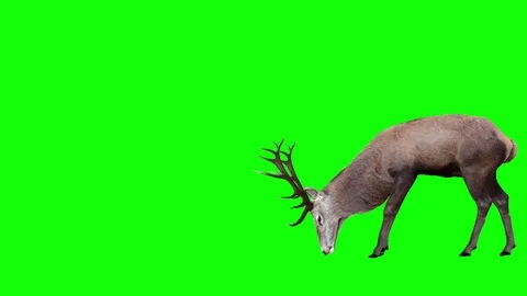Red Deer Grazing. Green screen. | Stock Video | Pond5