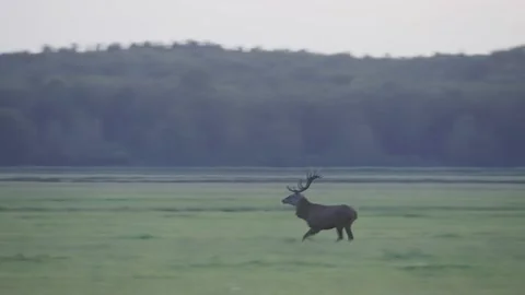 Red deer, running stag in grassland, wil... | Stock Video | Pond5