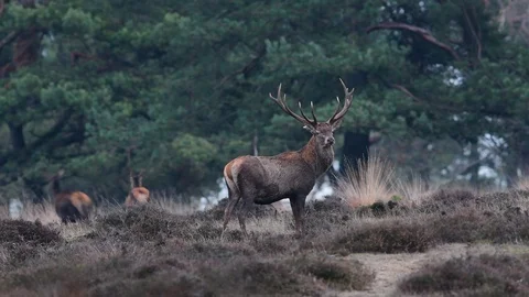 Stag Stock Footage ~ Royalty Free Stock Videos | Pond5