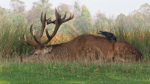Red Deer Stag Laying down in the grass. ... | Stock Video | Pond5