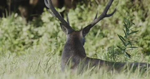 Red Deer Stag Laying Down In The Grass | Stock Video | Pond5