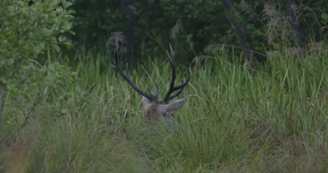 Red Deer Stag Laying Down In The Grass | Stock Video | Pond5