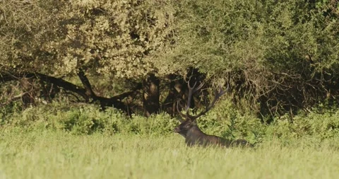 Red Deer Stag Laying Down In The Grass | Stock Video | Pond5