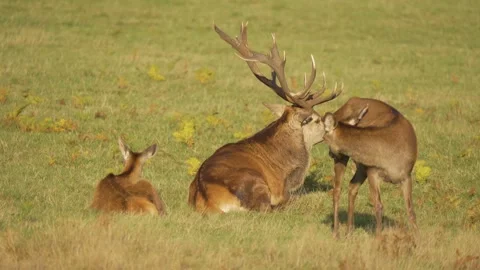 Stag Female Stock Video Footage | Royalty Free Stag Female Videos | Pond5