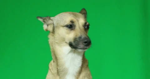 Green Screen Dog Stock Footage ~ Royalty Free Stock Videos | Pond5