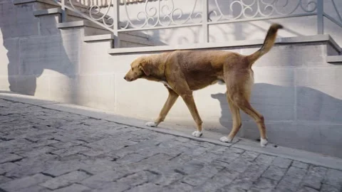 Red dog walks through the streets of the... | Stock Video | Pond5