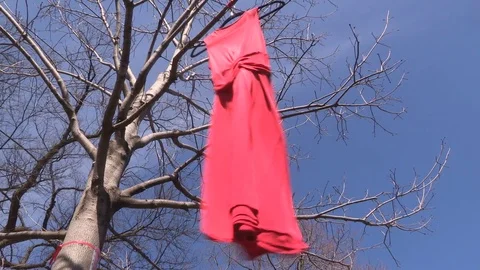 Red dresses hang from trees in memory of... | Stock Video | Pond5