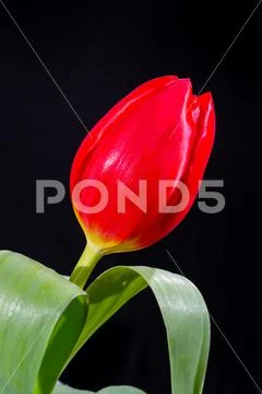 Red dutch escape tulip flower close up on black background ~ Hi Res ...