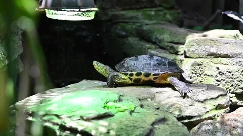 A Red-eared aquatic turtles at the indoo... | Stock Video | Pond5