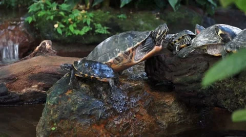 Pond Slider Shell Stock Footage ~ Royalty Free Stock Videos | Pond5