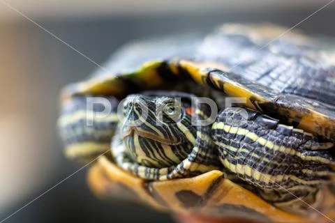 Red Eared Terrapin - Trachemys scripta elegans. Red eared slider turtle ...