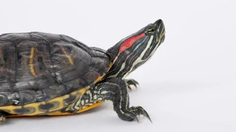 A red-eared turtle in close-up on a whit... | Stock Video | Pond5