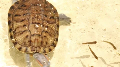 Ear Swimming Protection Stock Videos – Royalty-Free HD & 4K Videos