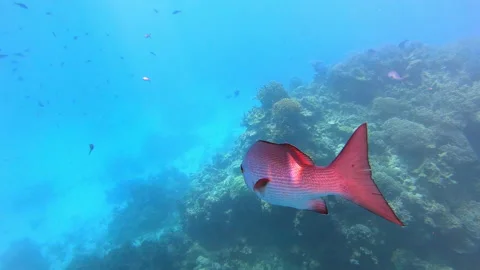 Red Emperor King Snapper Lutjanus Sebae ... | Stock Video | Pond5