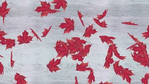 Red falling autumn maple leaves on white... | Stock Video | Pond5