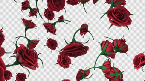 Falling Roses Stock Videos – Royalty-Free HD & 4K Videos | Page 2