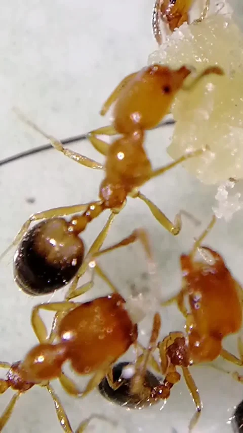 Red Fire Ants Are Eating Tasty Food Like Cookies Biscuit Wafer Stock ...