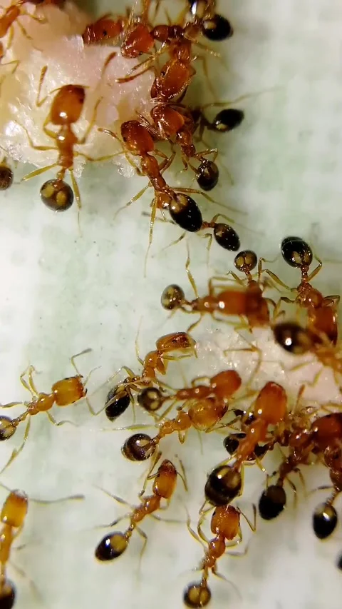 Red Fire Ants Are Eating Tasty Food Like Cookies Biscuit Wafer Stock ...