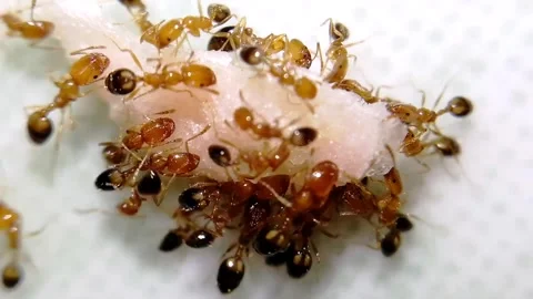 Red Fire Ants Are Eating Tasty Food Like Cookies Biscuit Wafer Stock ...