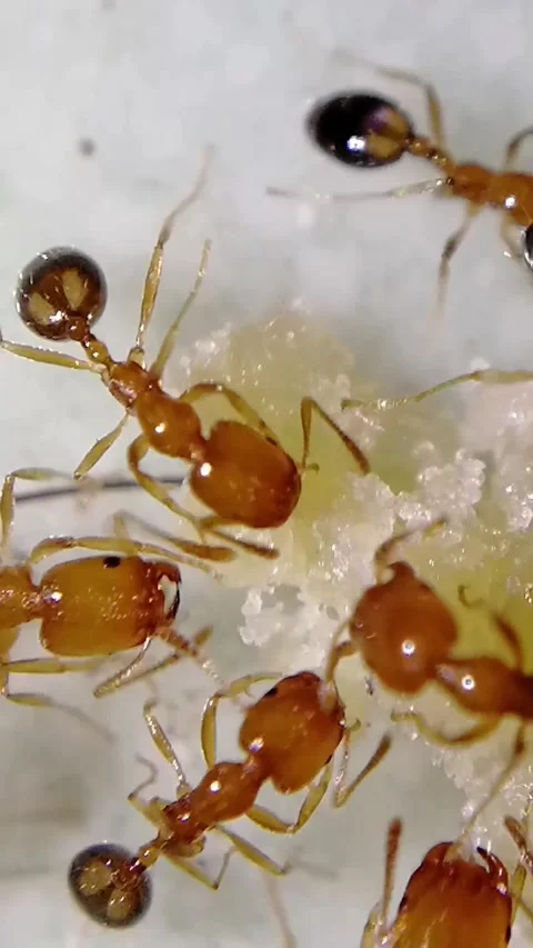 Red Fire Ants Are Eating Tasty Food Like Cookies Biscuit Wafer Stock ...