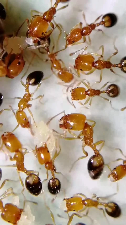 Red Fire Ants Are Eating Tasty Food Like Cookies Biscuit Wafer Stock ...