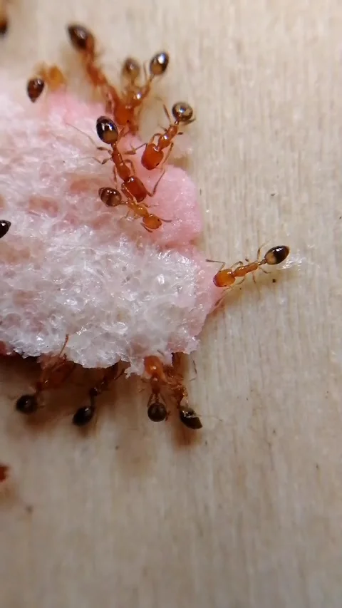 Red Fire Ants Are Eating Tasty Food Like Cookies Biscuit Wafer Stock ...