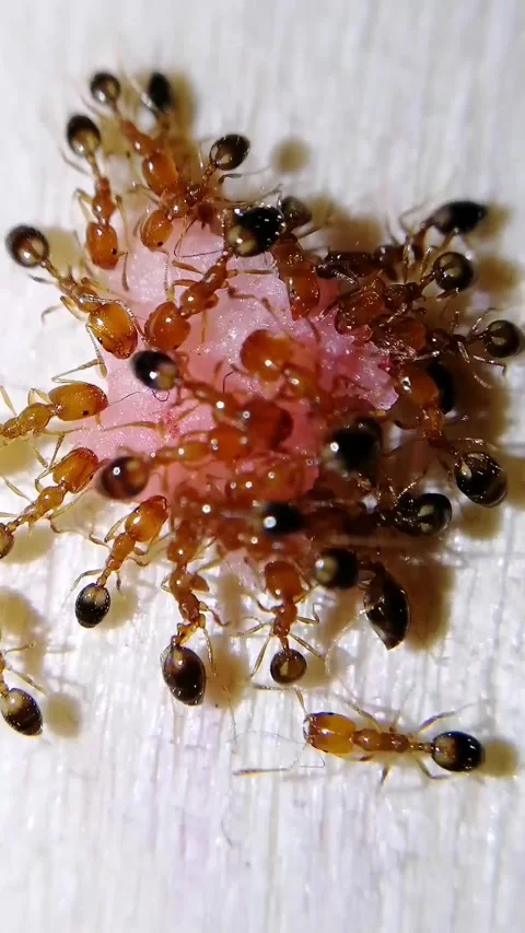 Red Fire Ants Are Eating Tasty Food Like Cookies Biscuit Wafer Stock ...