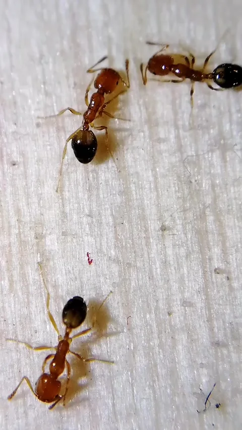 Red Fire Ants Are Eating Tasty Food Like Cookies Biscuit Wafer Stock ...