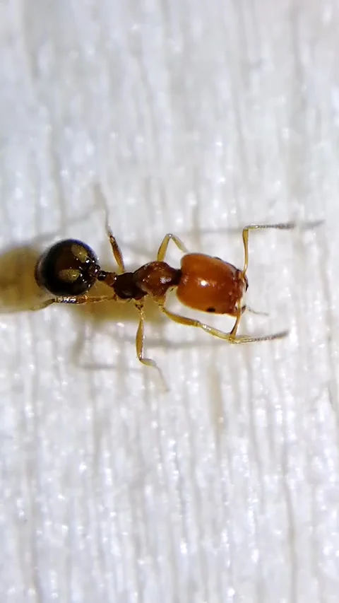 Red Fire Ants Are Eating Tasty Food Like Cookies Biscuit Wafer Stock ...