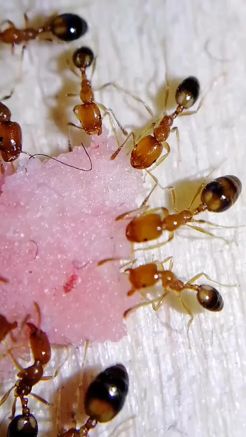 Red Fire Ants Are Eating Tasty Food Like Cookies Biscuit Wafer Stock ...