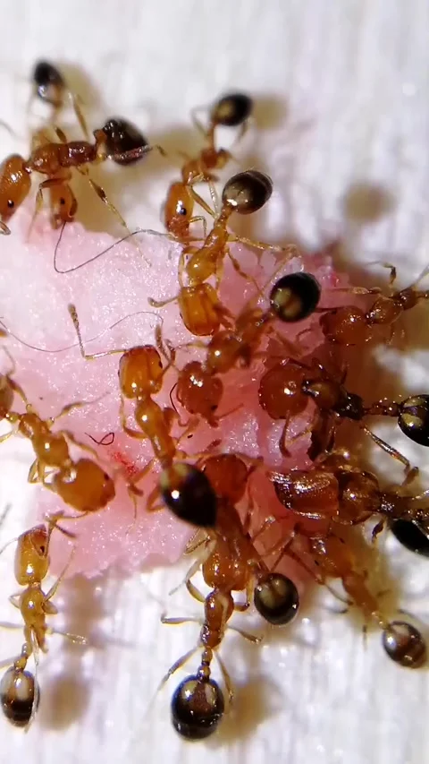 Red Fire Ants Are Eating Tasty Food Like Cookies Biscuit Wafer Stock ...