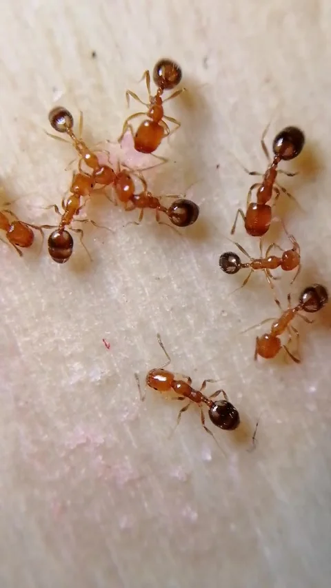 Red Fire Ants Are Eating Tasty Food Like Cookies Biscuit Wafer Stock ...