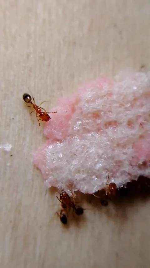 Red Fire Ants Are Eating Tasty Food Like Cookies Biscuit Wafer Stock ...