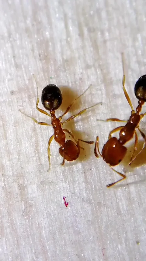 Red Fire Ants Are Eating Tasty Food Like Cookies Biscuit Wafer Stock ...