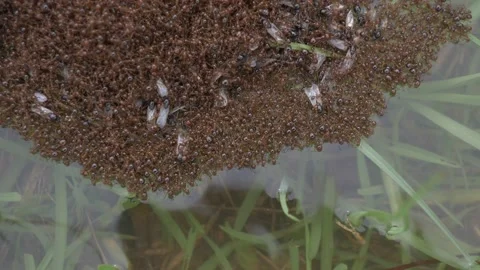 Red fire ants create living raft to surv... | Stock Video | Pond5