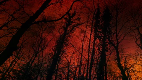 Red Fire Sky Behind The Trees Dramatic L... | Stock Video | Pond5