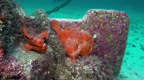 Red Fish Angler Anglerfish Hunt on rocky... | Stock Video | Pond5