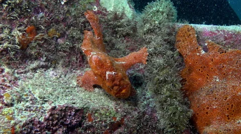 Red Fish Angler Anglerfish Hunt on rocky... | Stock Video | Pond5