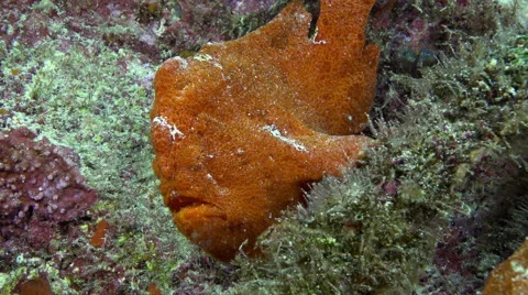 Red Fish Angler Anglerfish Hunt on rocky... | Stock Video | Pond5