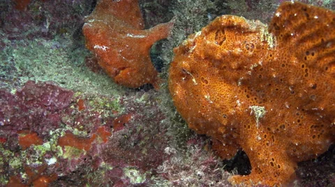 Red Fish Angler Anglerfish Hunt on rocky... | Stock Video | Pond5