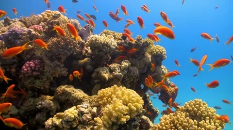 red fish on coral reef, Red sea | Stock Video | Pond5