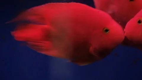 Kissing Fish Stock Video Footage | Royalty Free Kissing Fish Videos | Pond5