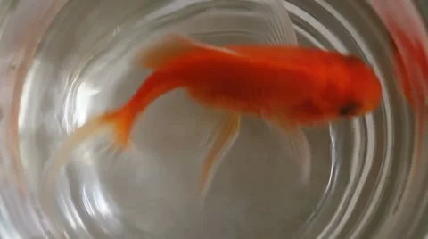 Fish View Stock Videos – Royalty-Free HD & 4K Videos