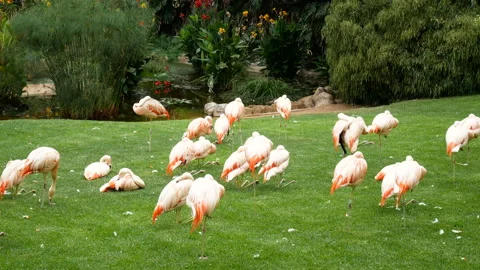 red flamingo birds in the aviary at Loro... | Stock Video | Pond5