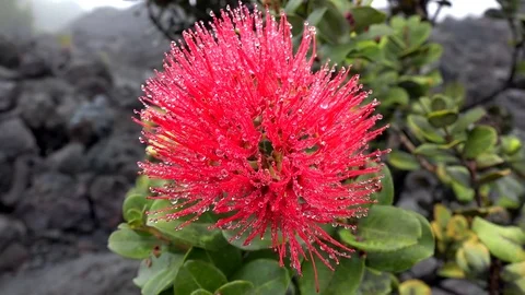 Lehua Flower Stock Videos – Royalty-Free HD & 4K Videos