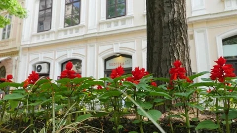 Animated Red Flowers Stock Videos – Royalty-Free HD & 4K Videos