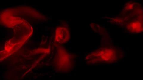 Red fluid moves and spreads on black bac... | Stock Video | Pond5