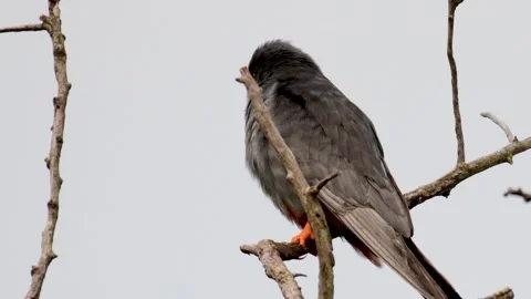 Red footed hawk Falco vespertinus in nat... | Stock Video | Pond5
