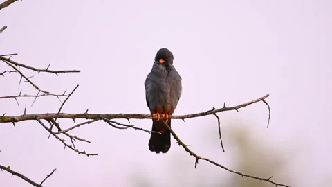 Red footed hawk Falco vespertinus in nat... | Stock Video | Pond5